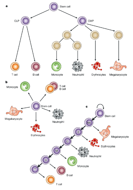 Un nuovo metodo di differenziazione cellulare