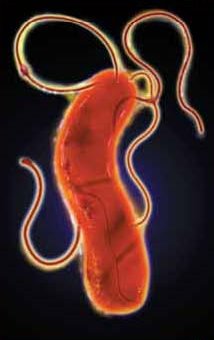 Un batterio da Nobel: l'Helicobacter pylori