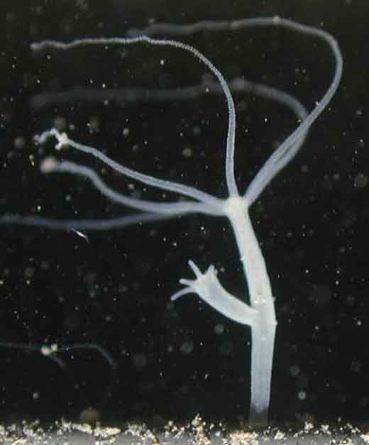 L'impulso della vista nell'Idra, utilizza lo stesso meccanismo ...