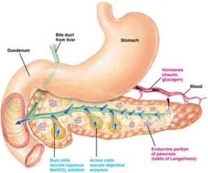 Primo trapianto di pancreas con chirurgia robotica: intervento a Pisa