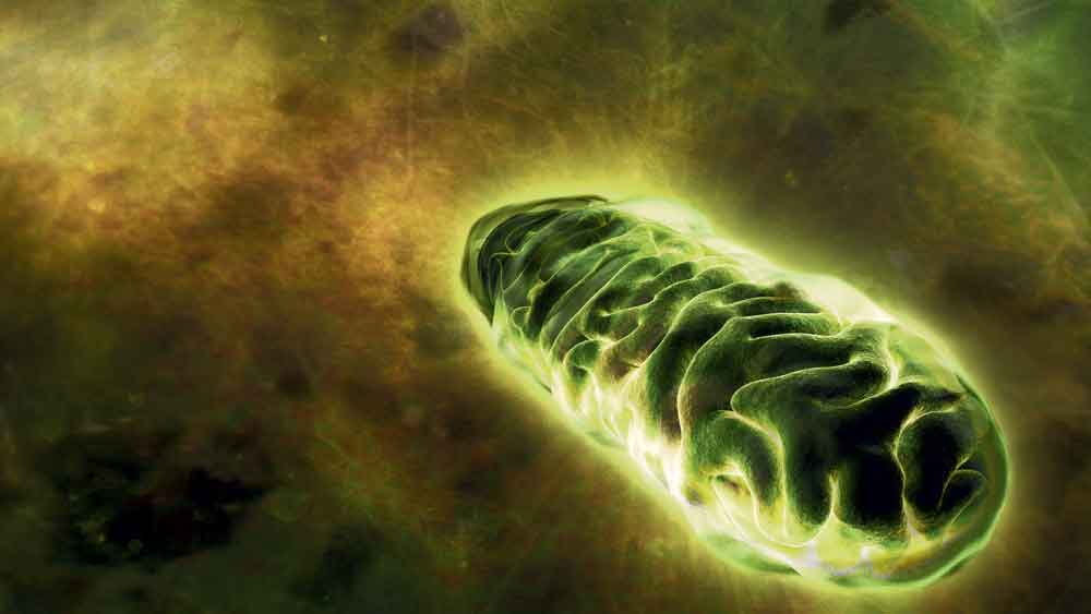 Il DNA mitocondriale racconta la storia dell'evoluzione umana