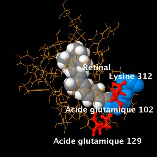 Opsine per attivare neuroni con impulsi di luce rossa